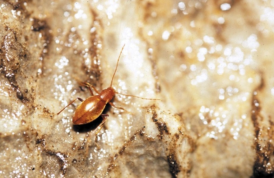 endemi - Hrvatska enciklopedija