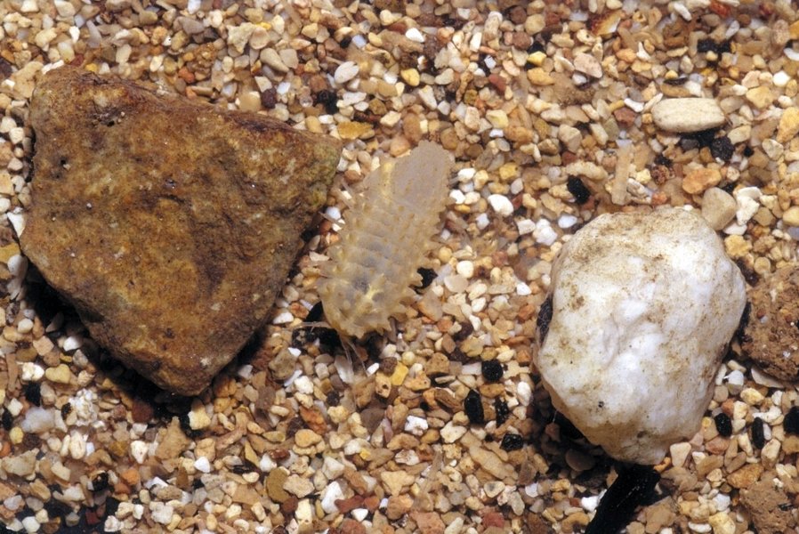 endemi - Hrvatska enciklopedija