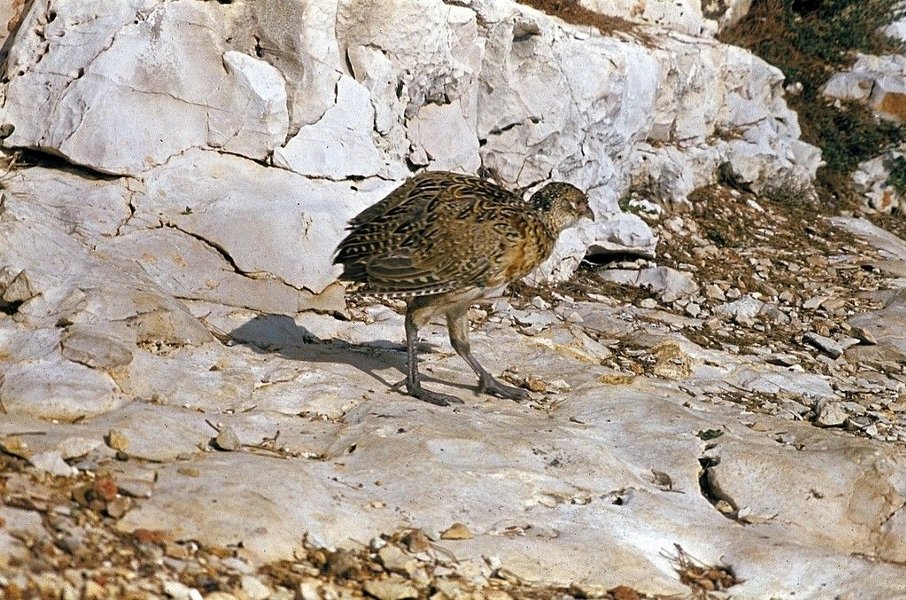 divljač - Hrvatska enciklopedija