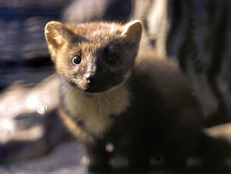 divljač - Hrvatska enciklopedija