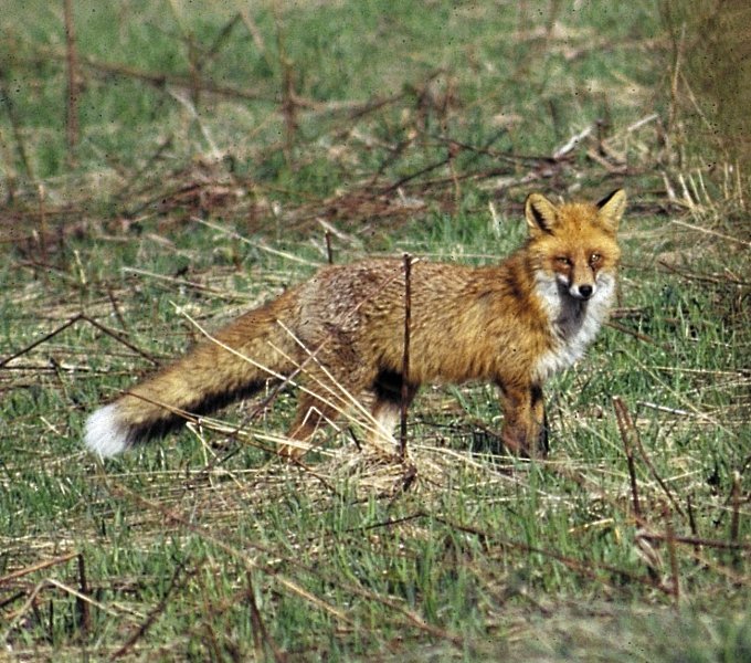 divljač - Hrvatska enciklopedija