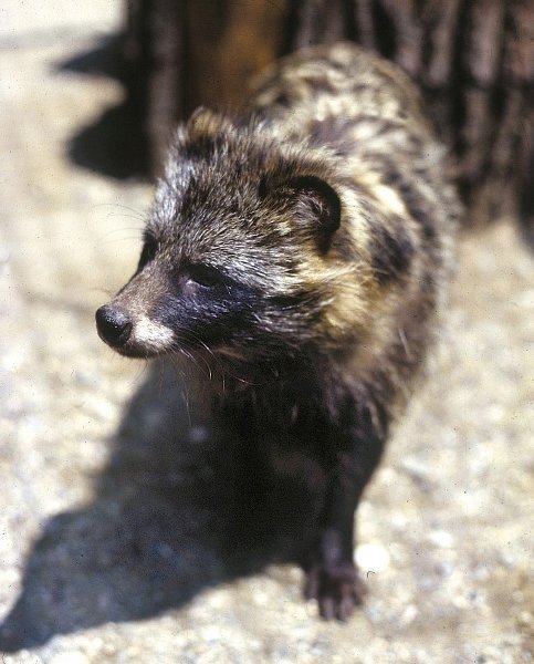 divljač - Hrvatska enciklopedija