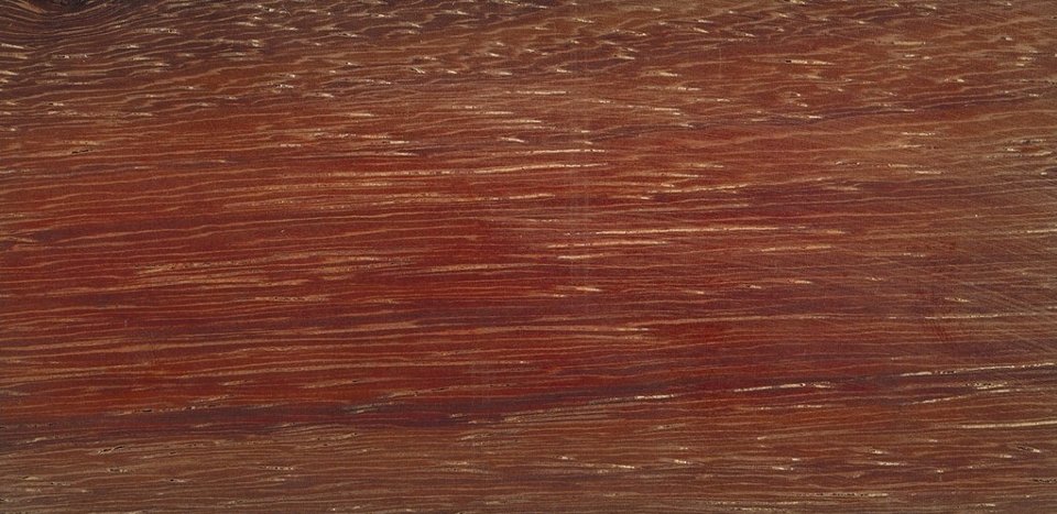 drvo - Hrvatska enciklopedija