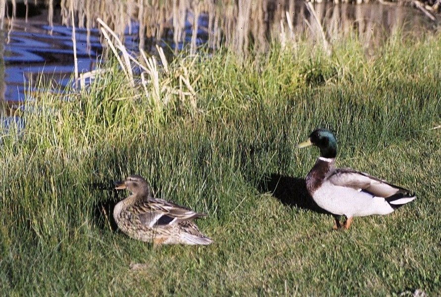 divljač - Hrvatska enciklopedija