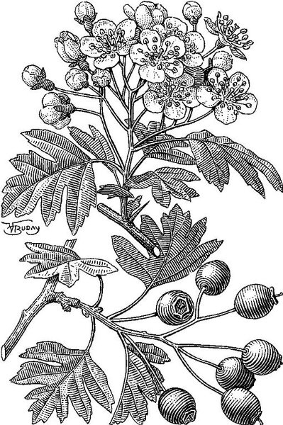 glog - Hrvatska enciklopedija