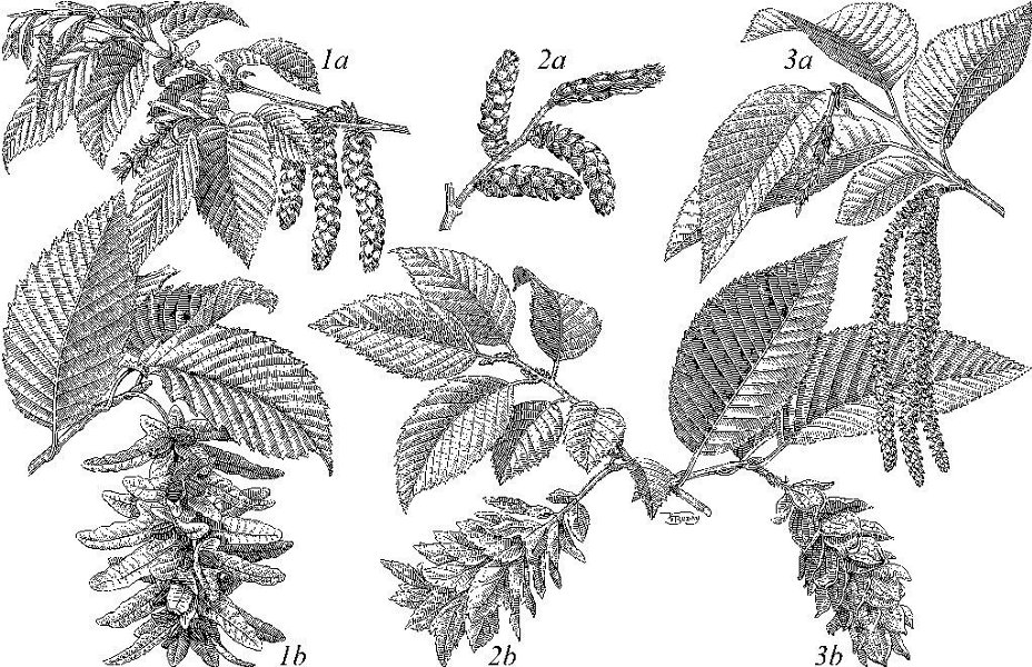 grab - Hrvatska enciklopedija