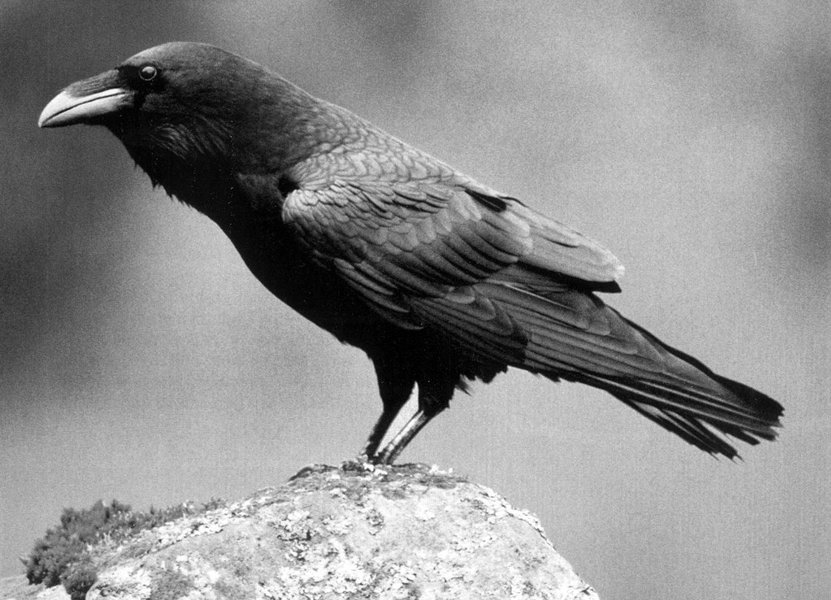 gavran - Hrvatska enciklopedija