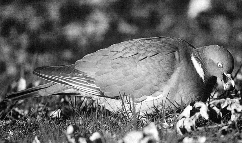 golubovi - Hrvatska enciklopedija