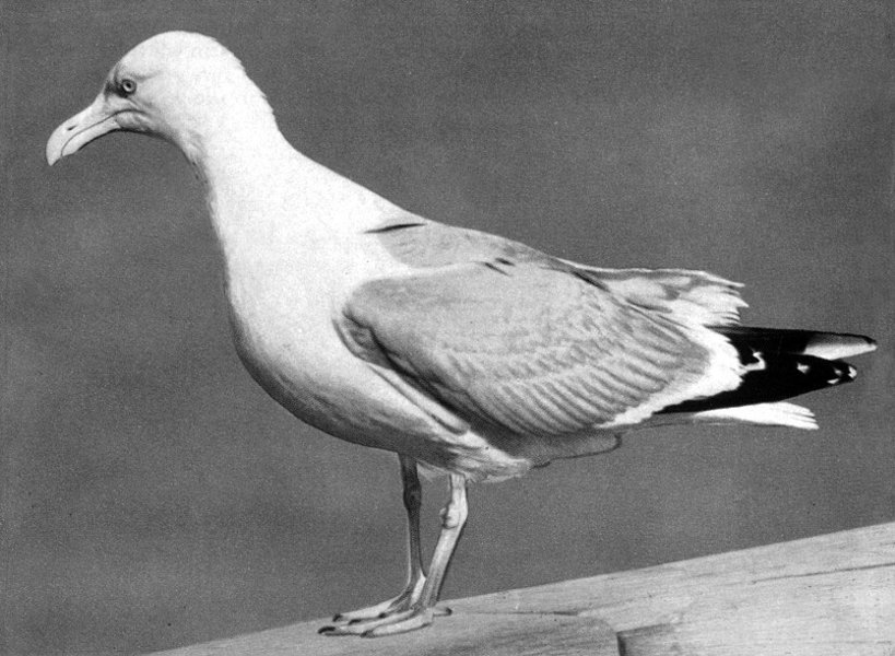 galebovi - Hrvatska enciklopedija