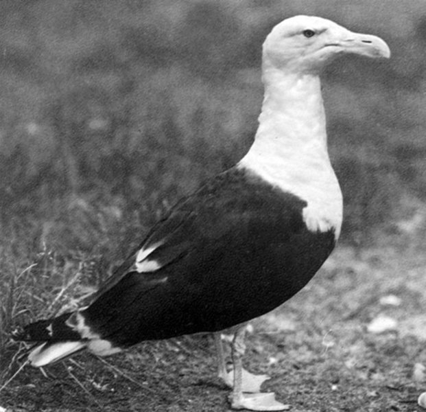 galebovi - Hrvatska enciklopedija