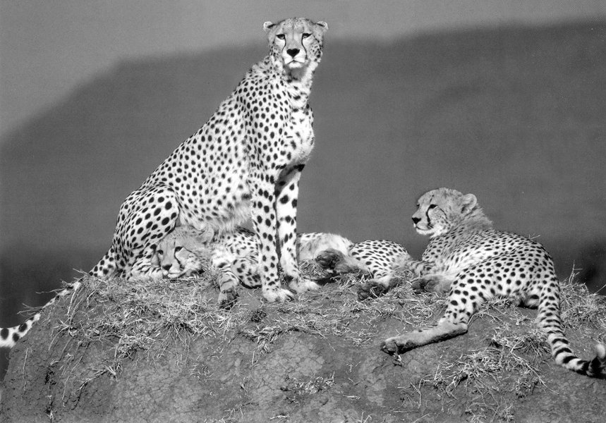 gepard - Hrvatska enciklopedija