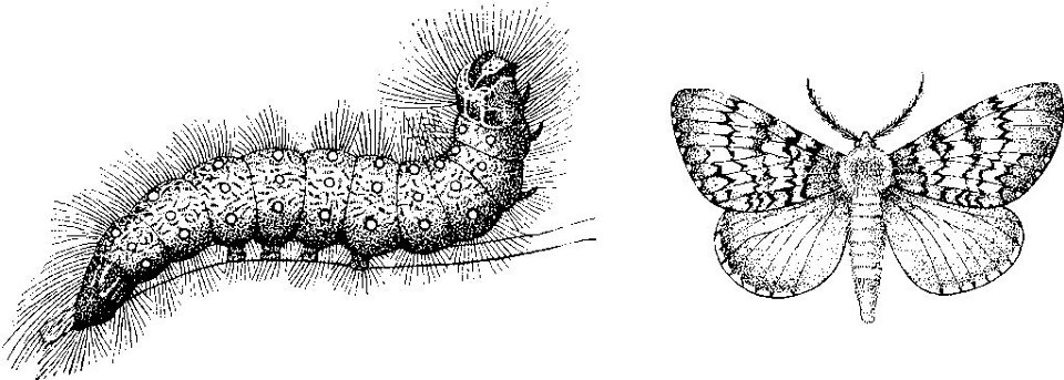 gubar, hrastov - Hrvatska enciklopedija