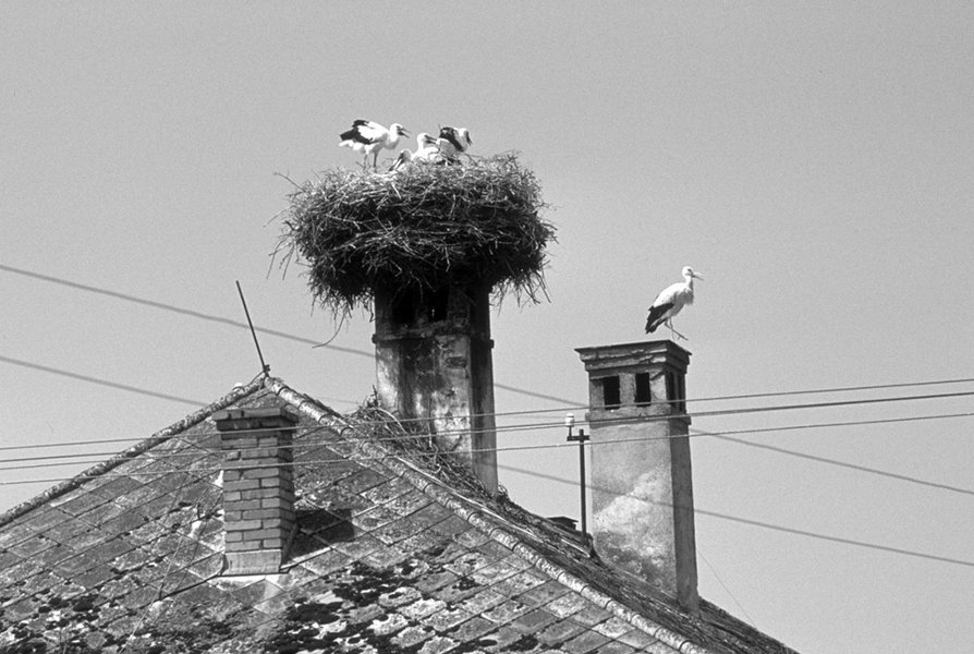 gnijezdo - Hrvatska enciklopedija