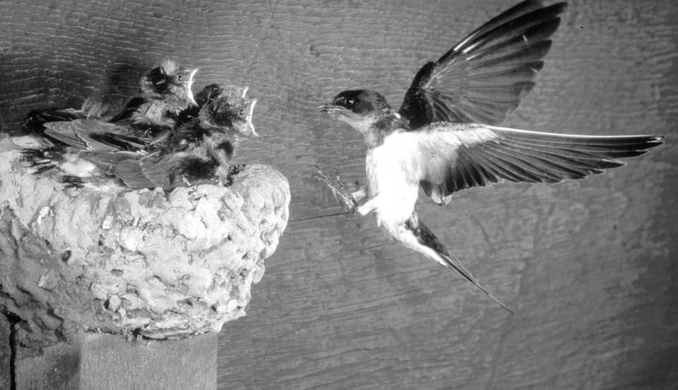 gnijezdo - Hrvatska enciklopedija