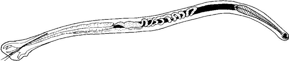 gliste - Hrvatska enciklopedija