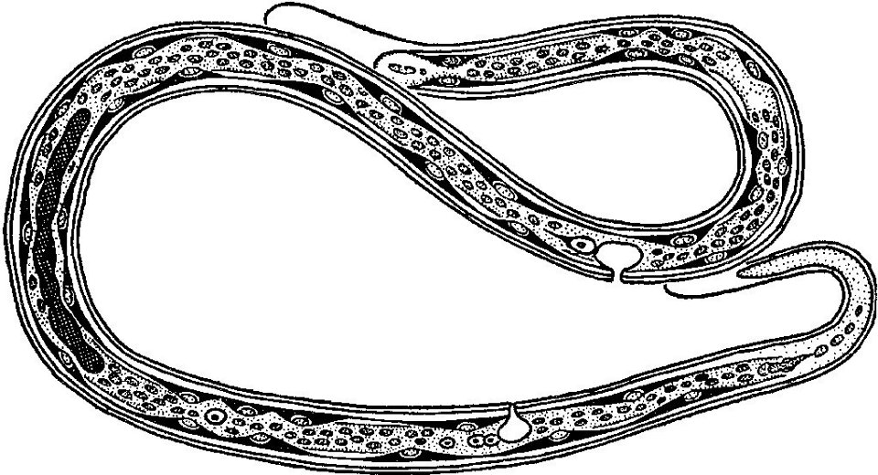 gliste - Hrvatska enciklopedija