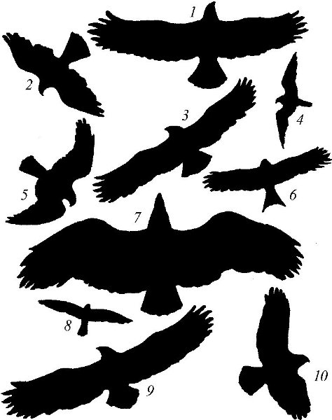 grabljivice - Hrvatska enciklopedija