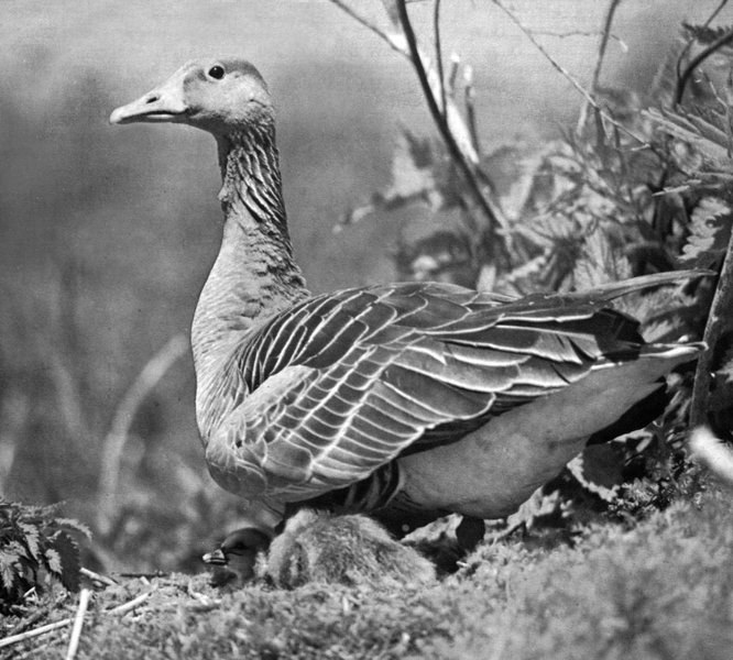 guske - Hrvatska enciklopedija