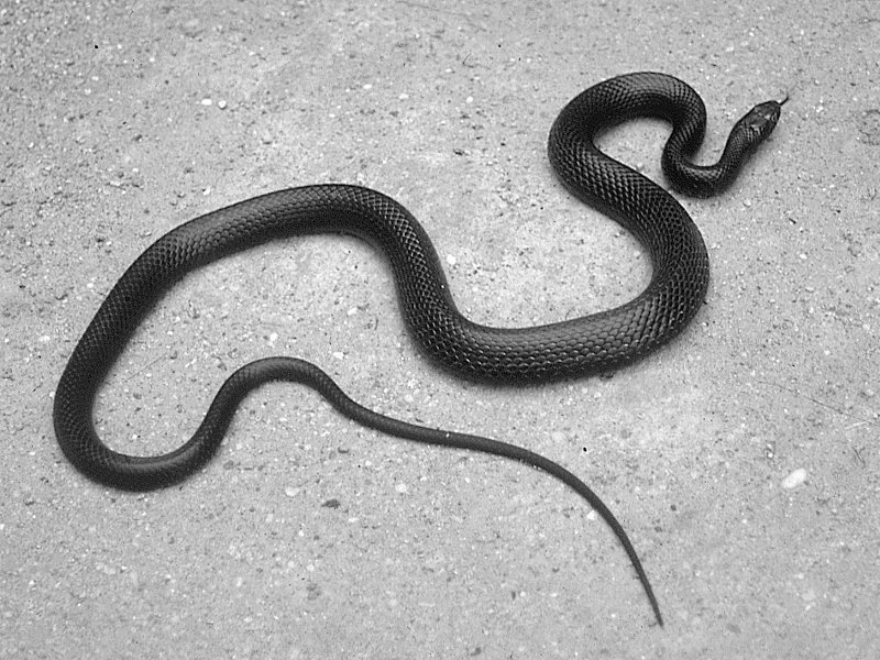 guževi - Hrvatska enciklopedija