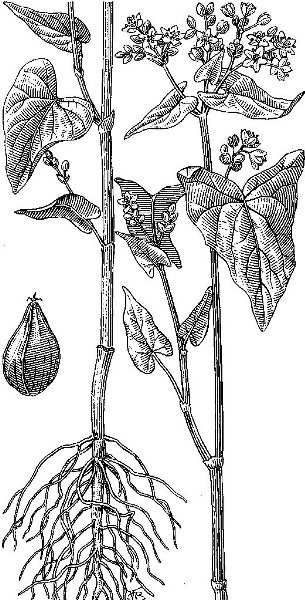 heljda - Hrvatska enciklopedija