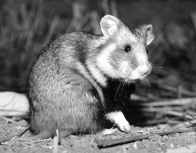 hrčak - Hrvatska enciklopedija