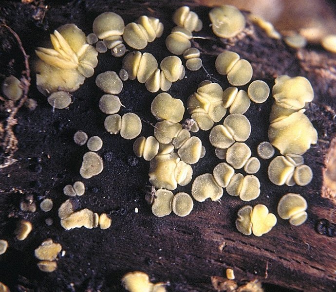 gljive - Hrvatska enciklopedija