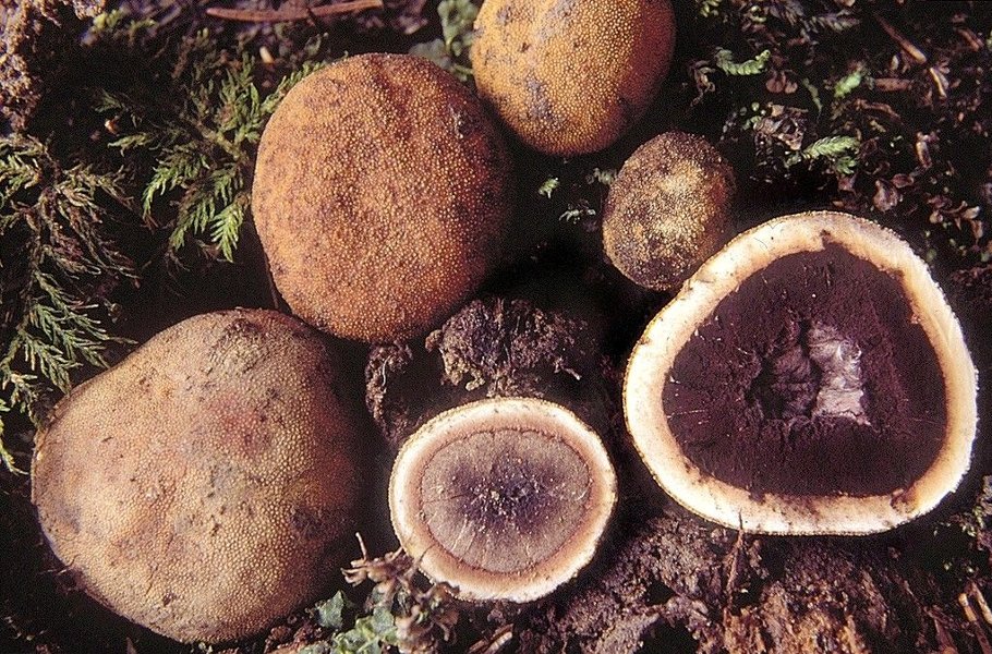 gljive - Hrvatska enciklopedija