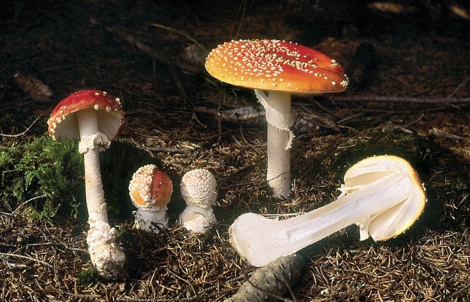 gljive - Hrvatska enciklopedija