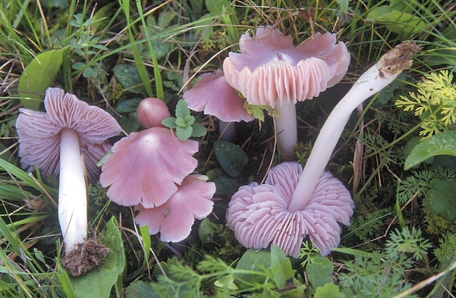 gljive - Hrvatska enciklopedija