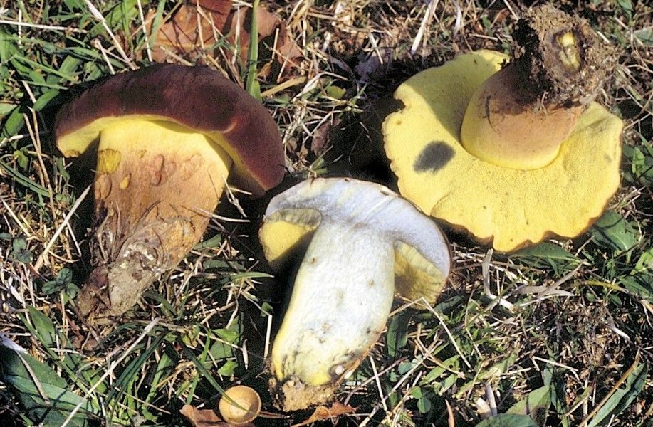 gljive - Hrvatska enciklopedija