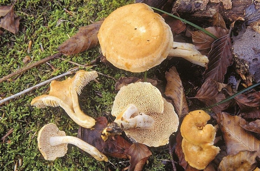 gljive - Hrvatska enciklopedija