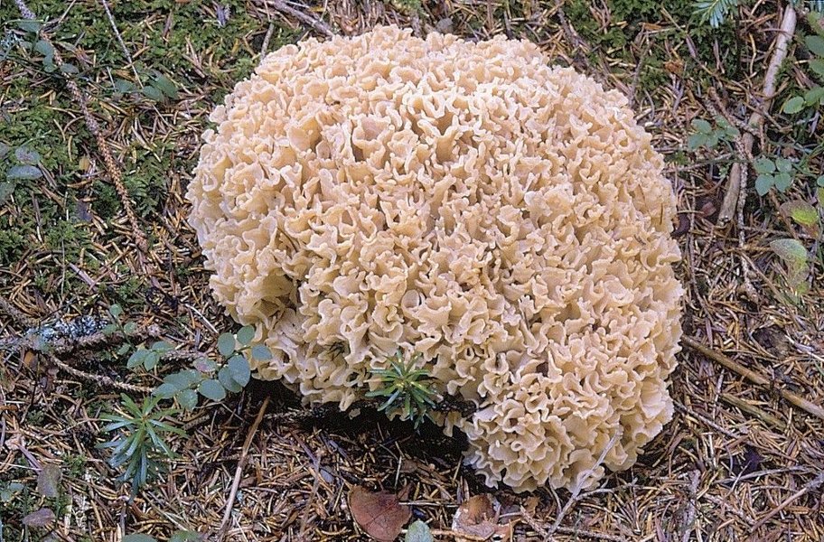 gljive - Hrvatska enciklopedija