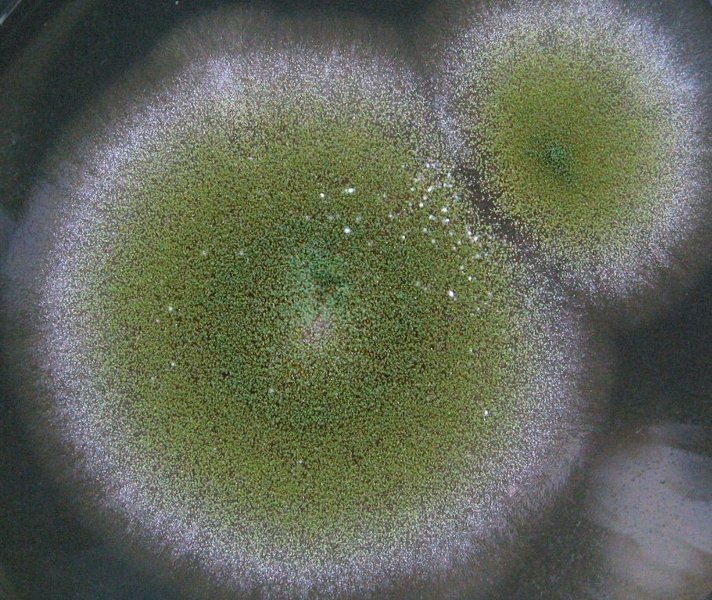 gljive - Hrvatska enciklopedija