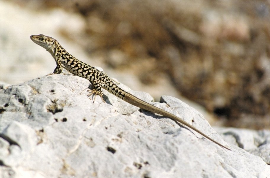 gmazovi - Hrvatska enciklopedija