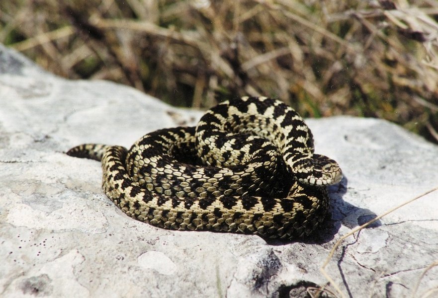 gmazovi - Hrvatska enciklopedija