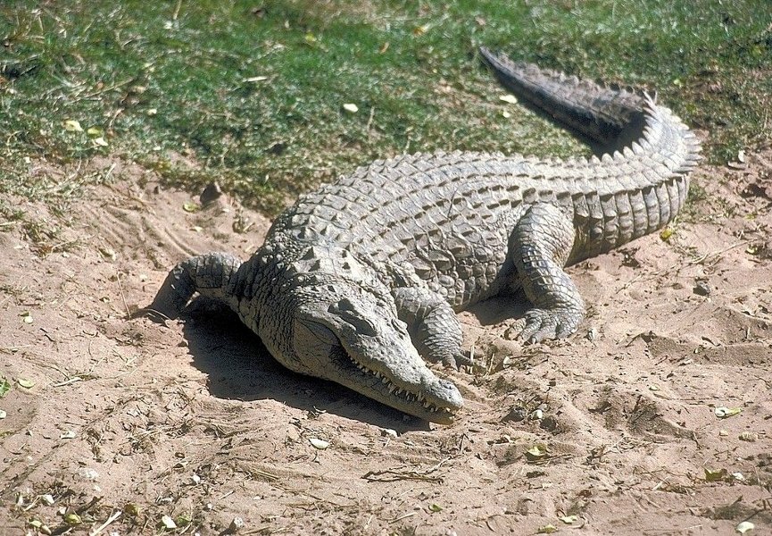 gmazovi - Hrvatska enciklopedija