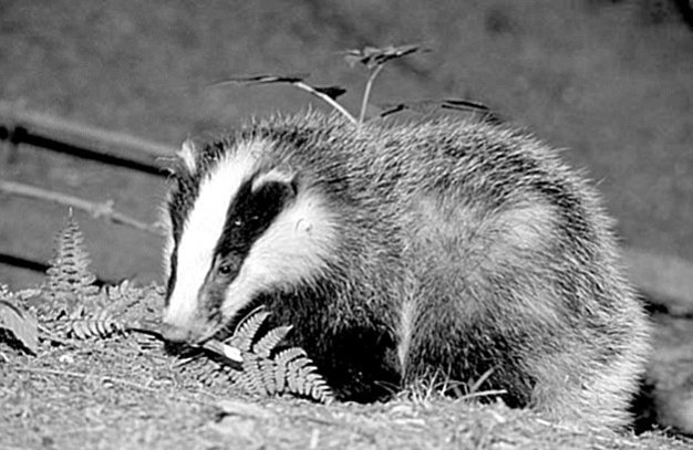 jazavac - Hrvatska enciklopedija