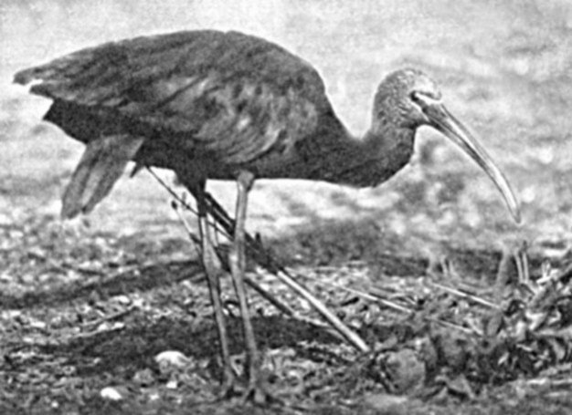 ibisi - Hrvatska enciklopedija