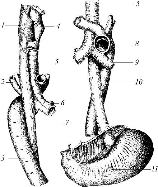 jednjak - Hrvatska enciklopedija