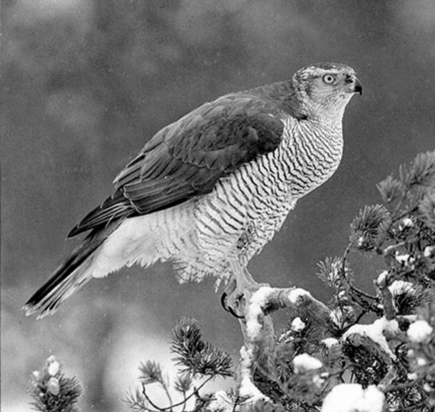 jastrebovi - Hrvatska enciklopedija