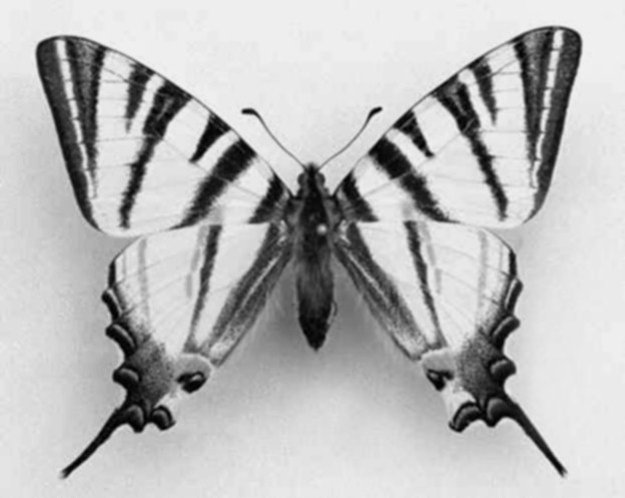 jedarca - Hrvatska enciklopedija