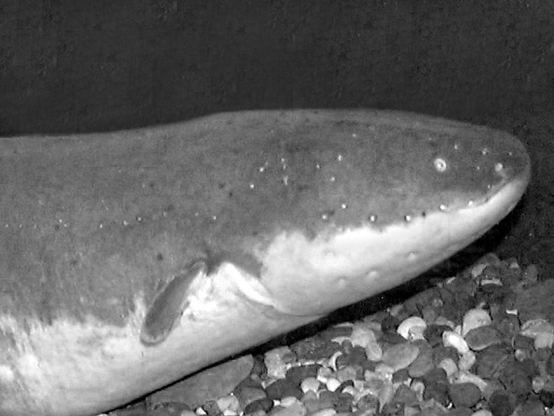 jegulje, električne - Hrvatska enciklopedija