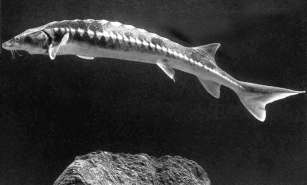 jesetre - Hrvatska enciklopedija