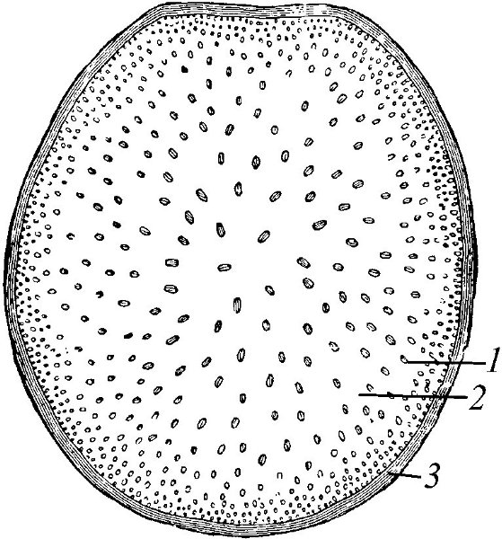 jednosupnice - Hrvatska enciklopedija