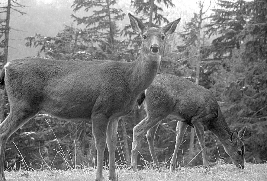 jeleni - Hrvatska enciklopedija