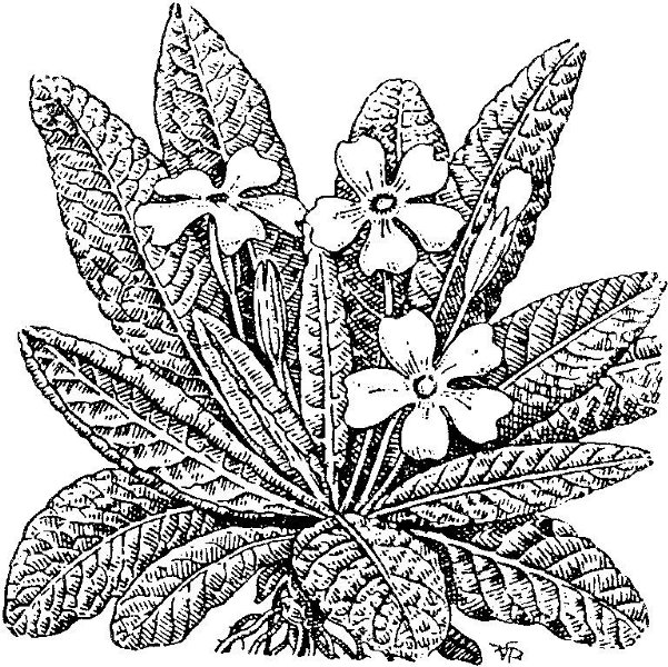 jaglac - Hrvatska enciklopedija