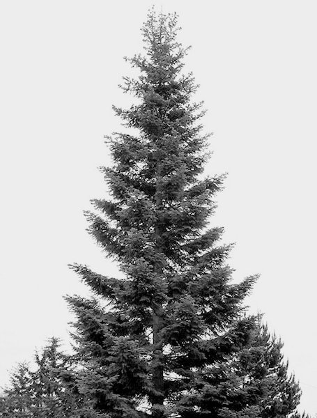 jela - Hrvatska enciklopedija