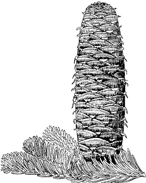 jela - Hrvatska enciklopedija