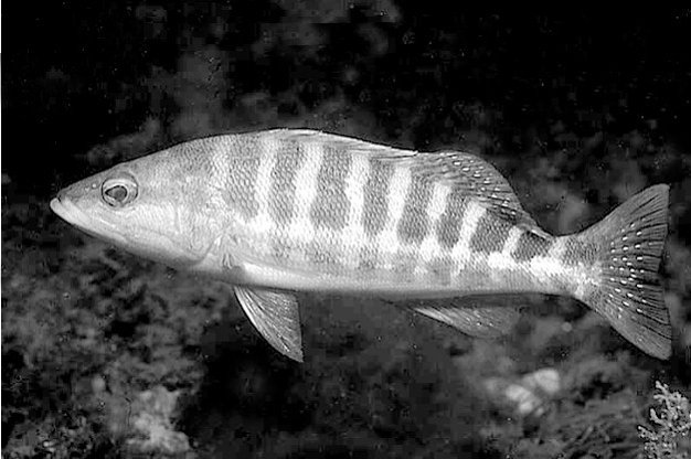 kanjac - Hrvatska enciklopedija