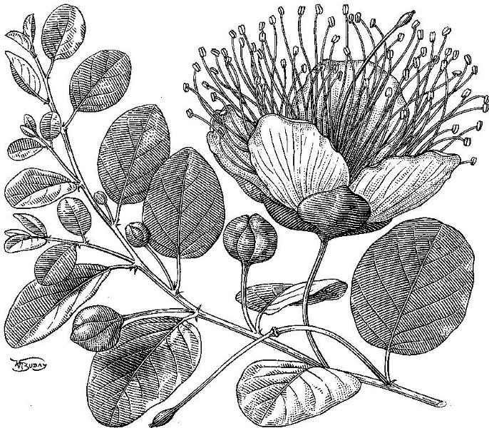 kapar - Hrvatska enciklopedija